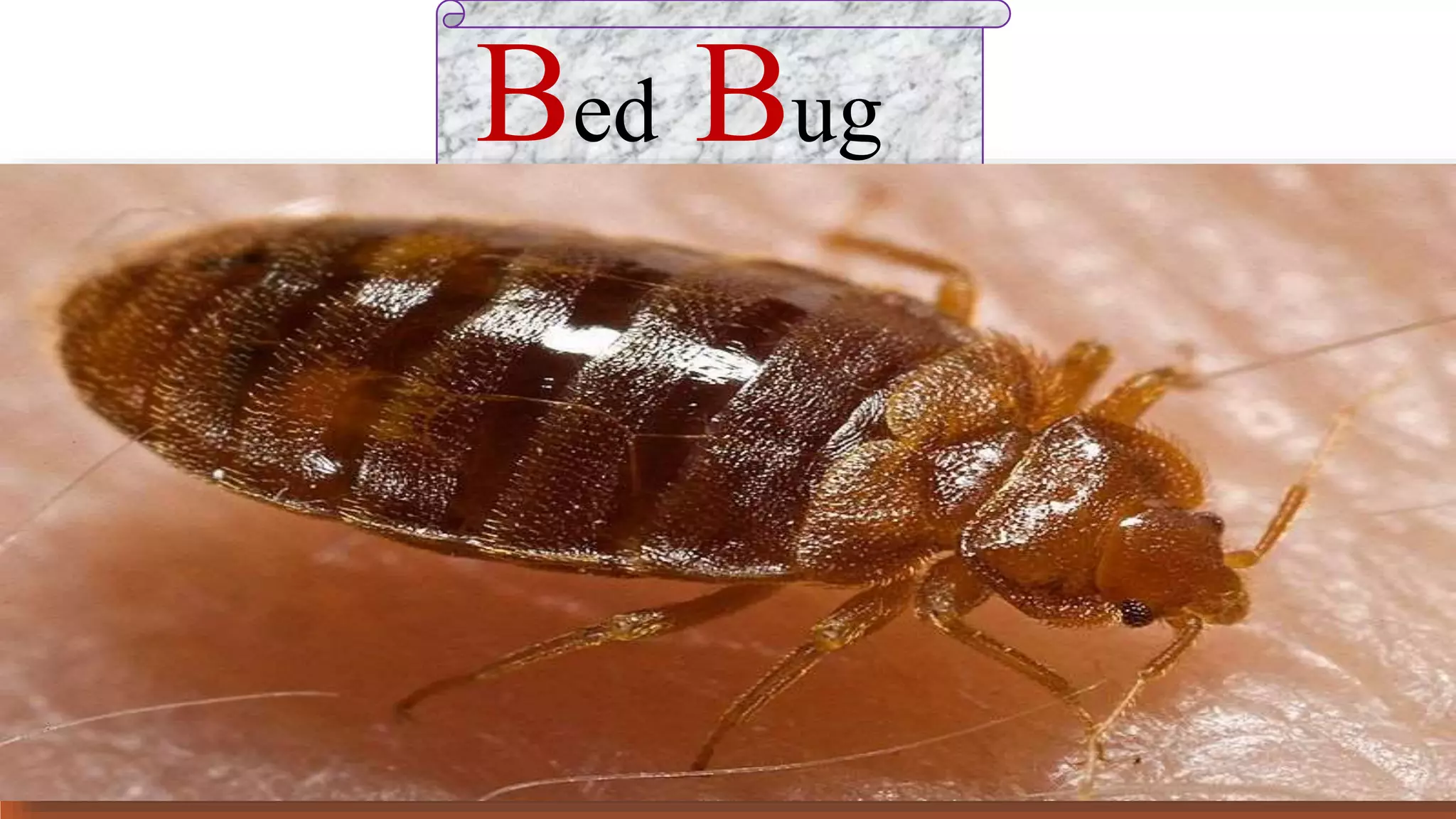 Bed bugs Presentation | PPTX