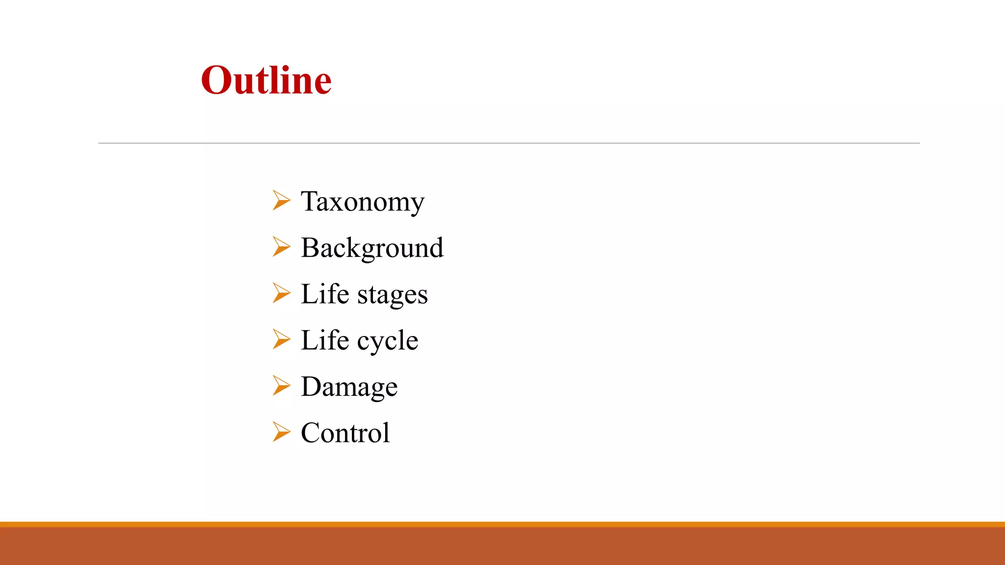 Bed bugs Presentation | PPTX