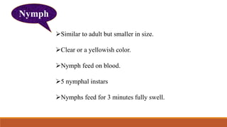 Bed bugs Presentation | PPTX