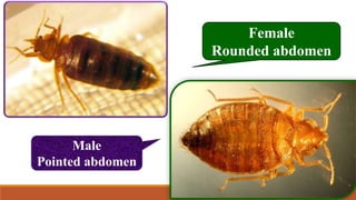 Bed bugs Presentation | PPTX
