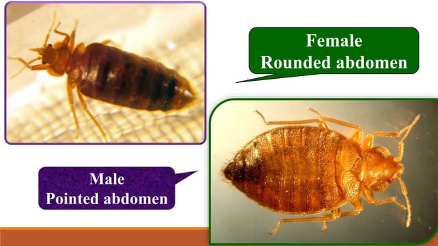 Bed bugs Presentation | PPTX | Sleep Disorders | Diseases and Conditions