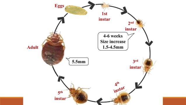 Bed bugs Presentation | PPTX | Sleep Disorders | Diseases and Conditions