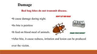 Bed bugs Presentation | PPTX