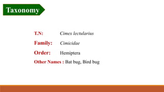 Bed bugs Presentation | PPTX
