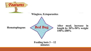 Bed bugs Presentation | PPTX