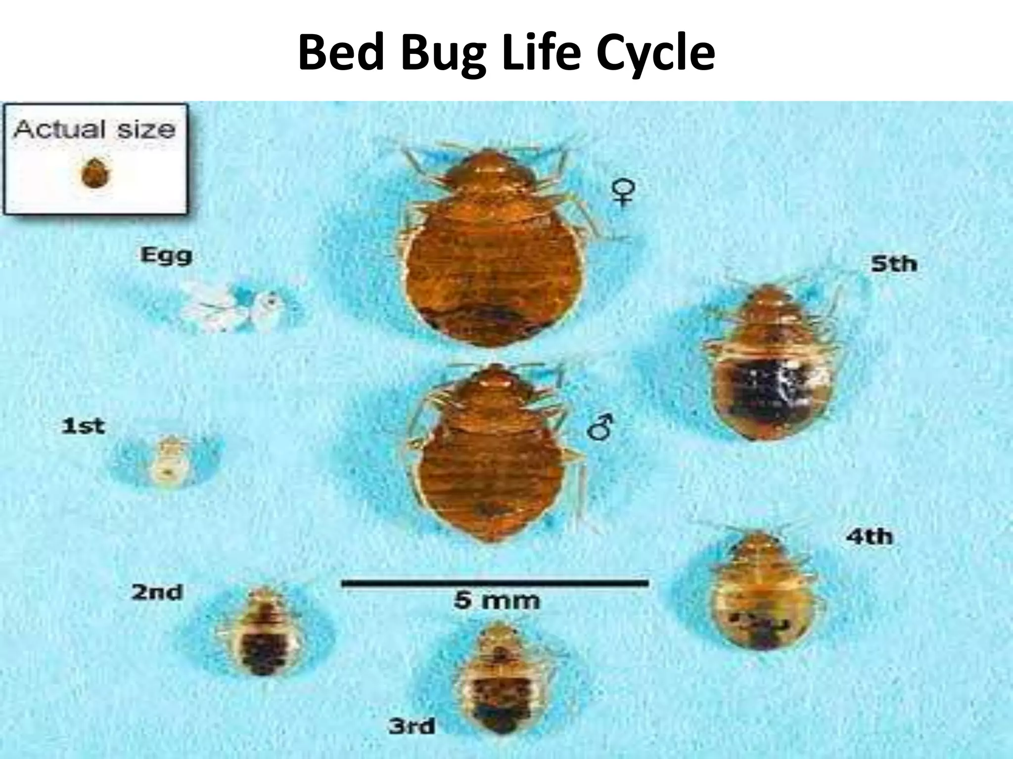 Bed bugs awareness | PPTX