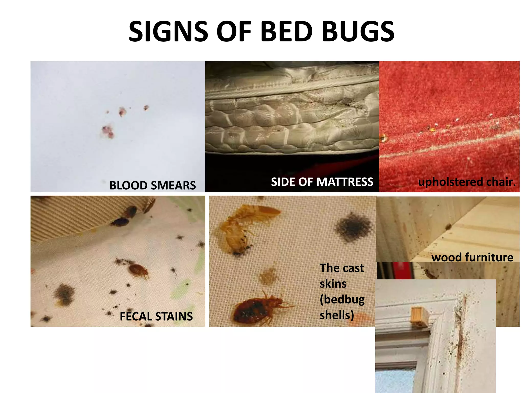Bed bugs awareness | PPTX