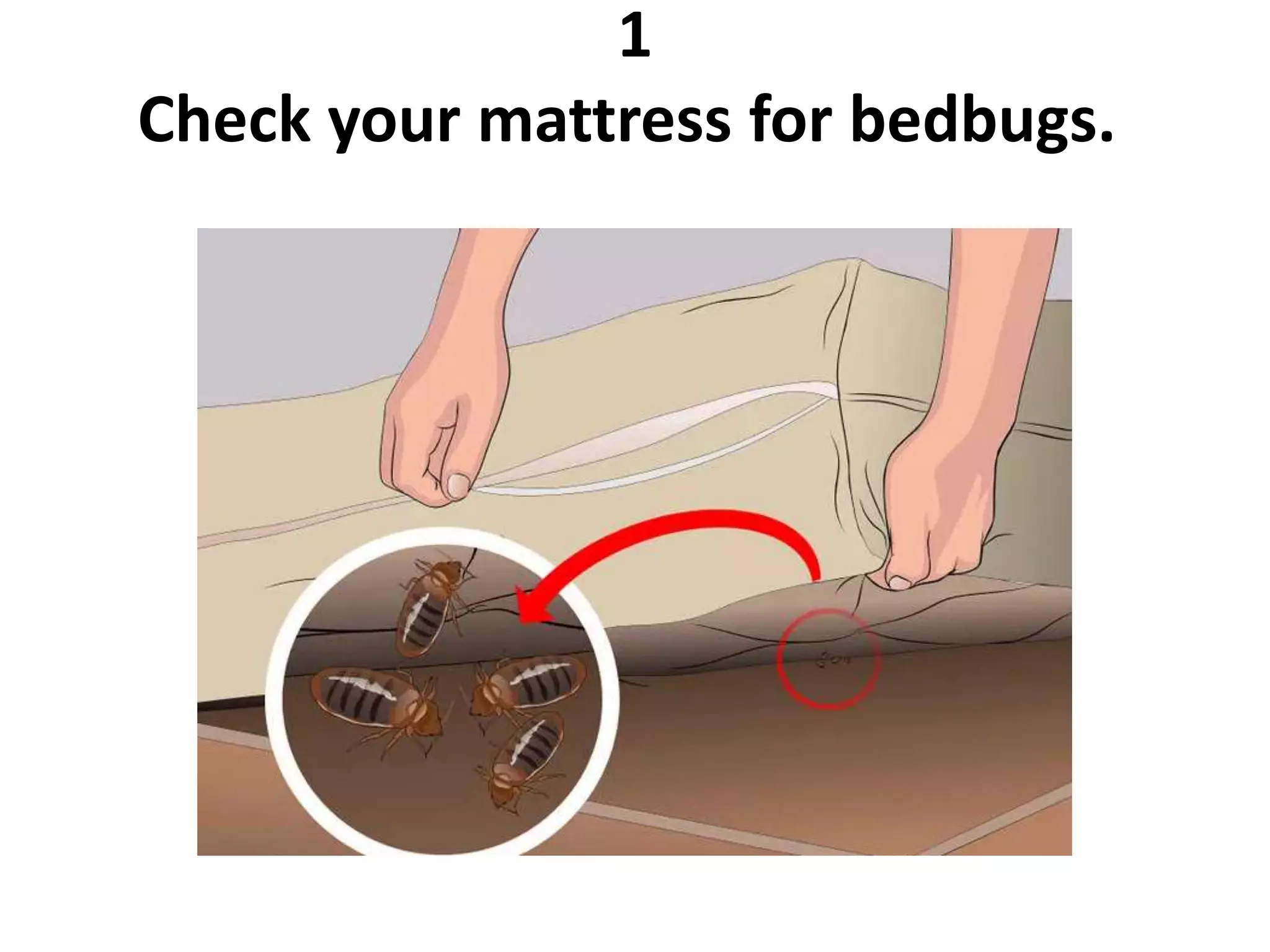 Bed bugs awareness | PPTX