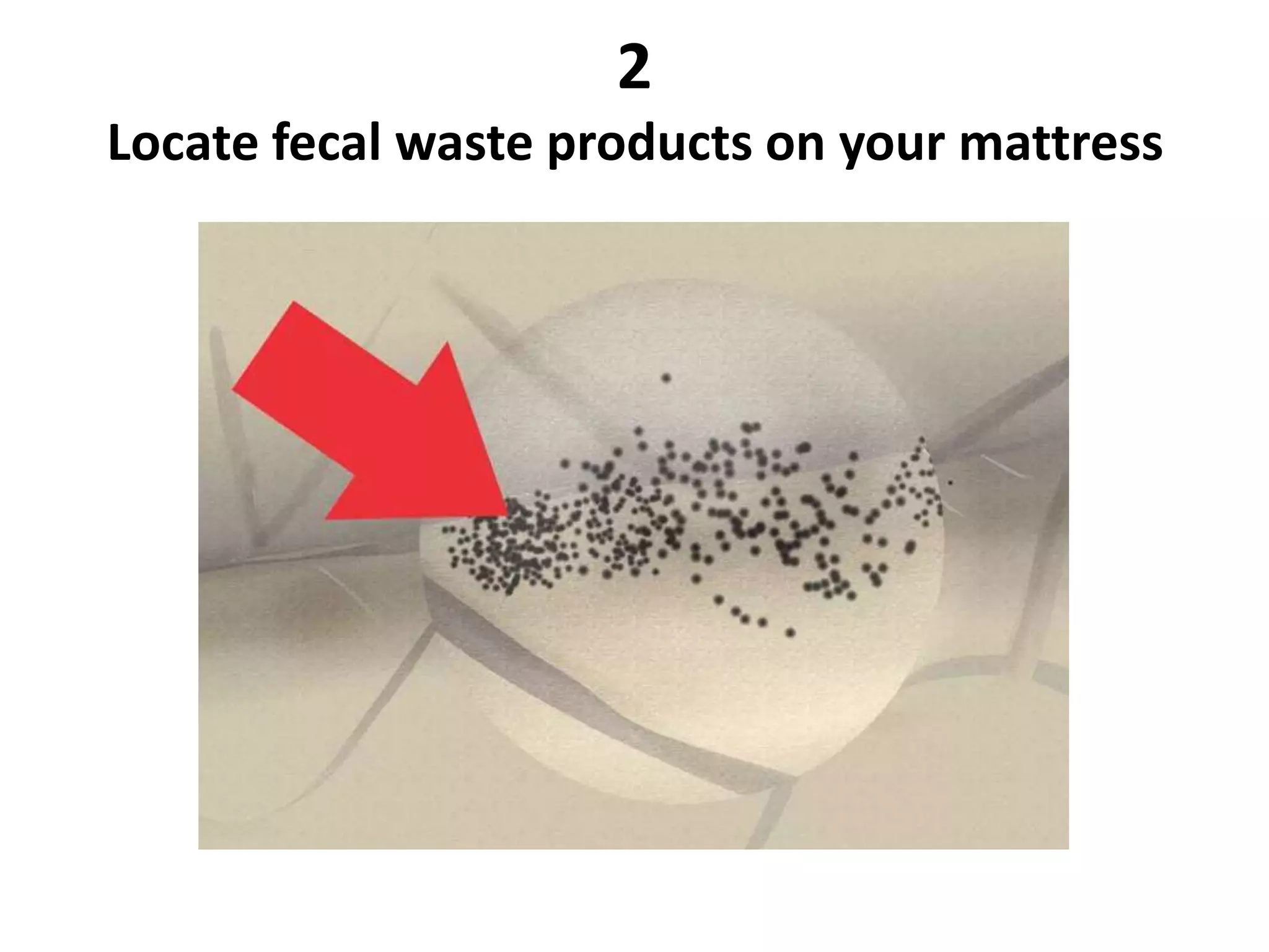 Bed bugs awareness | PPTX