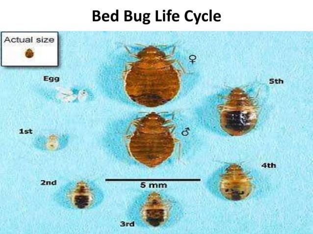 Bed bugs awareness | PPTX
