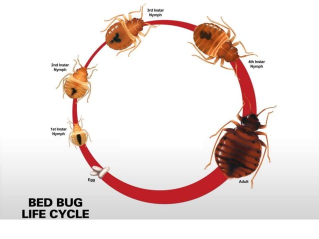 Bed bugs awareness | PPTX