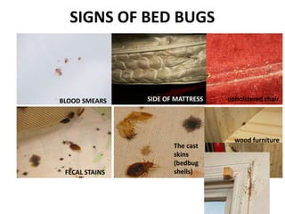 Bed bugs awareness | PPTX
