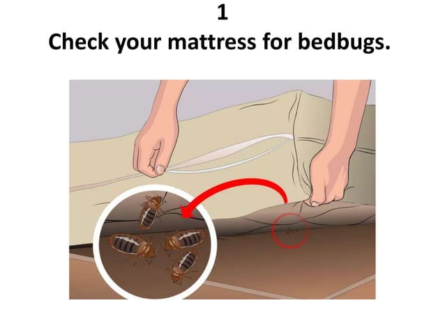 Bed bugs awareness | PPTX