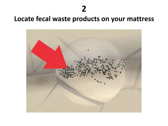 Bed bugs awareness | PPTX