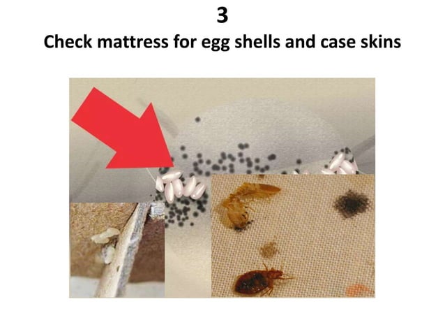 Bed bugs awareness | PPTX