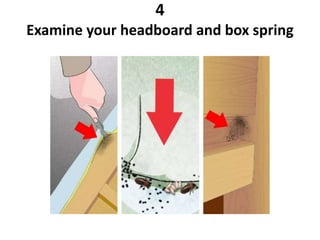 Bed bugs awareness | PPTX