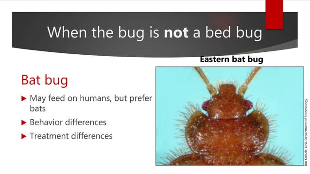 NCompass Live: Bed Bug Biology | PPT