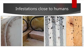 NCompass Live: Bed Bug Biology | PPT