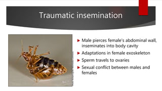 NCompass Live: Bed Bug Biology | PPT