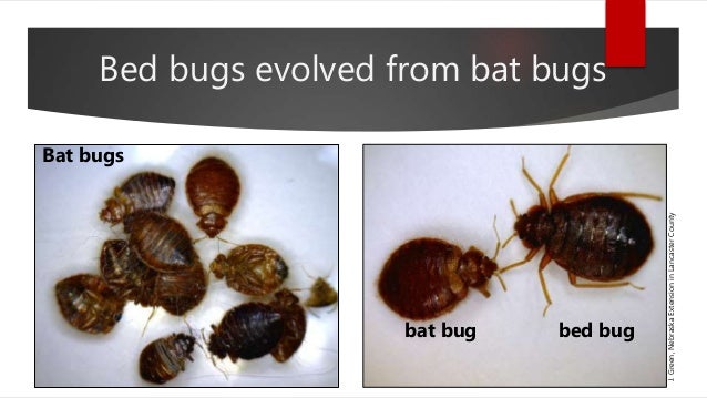 NCompass Live: Bed Bug Biology