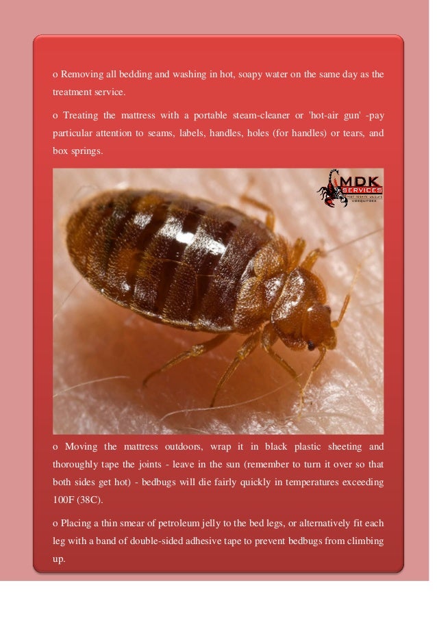 Bedbug control service | PDF | Sleep Disorders | Diseases and Conditions