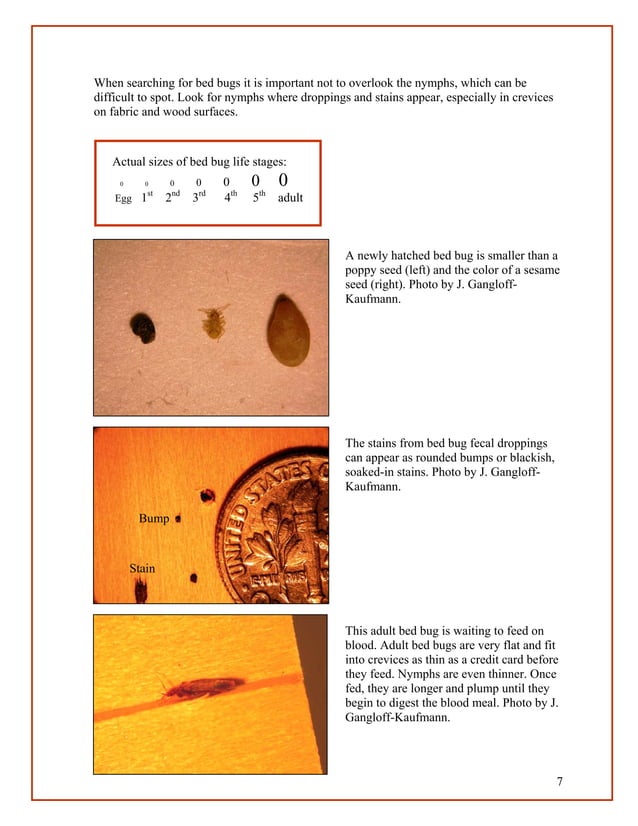 Bed bug guidelines for shelters and group living facilities | PDF | Agriculture | Industries