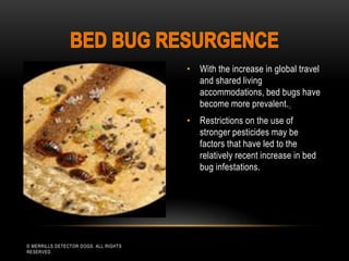 Bed Bug Presentation 1 | PPTX