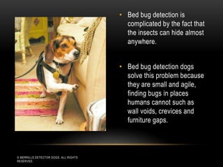 Bed Bug Presentation 1 | PPTX