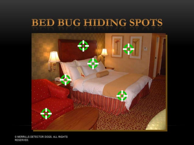 Bed Bug Presentation 1 | PPTX