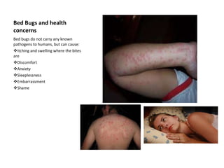 Bed bugs | PPT