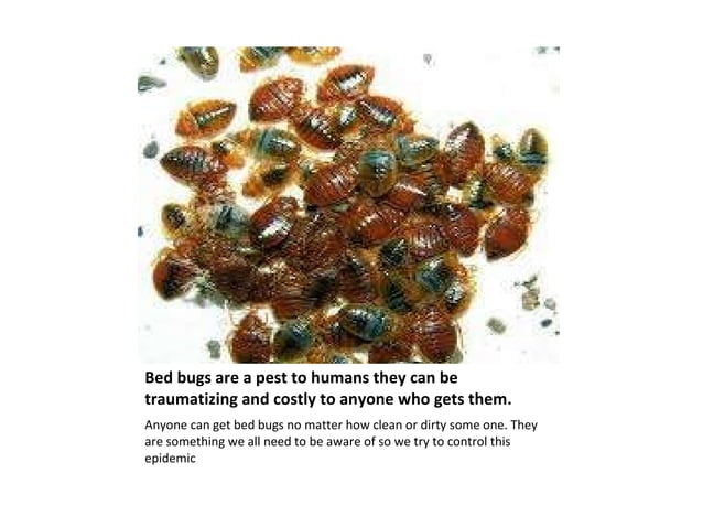 Bed bugs | PPT
