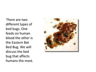 Bed bugs | PPT