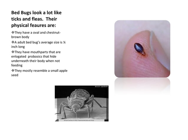 Bed bugs | PPT