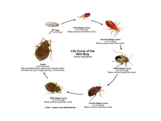 Bed bugs | PPT