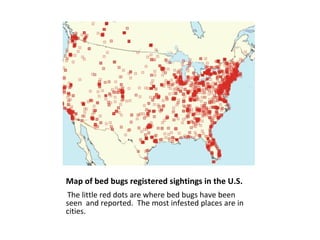 Bed bugs | PPT