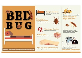 Bed bugs | PDF | Beekeeping | Hobbies & Interests
