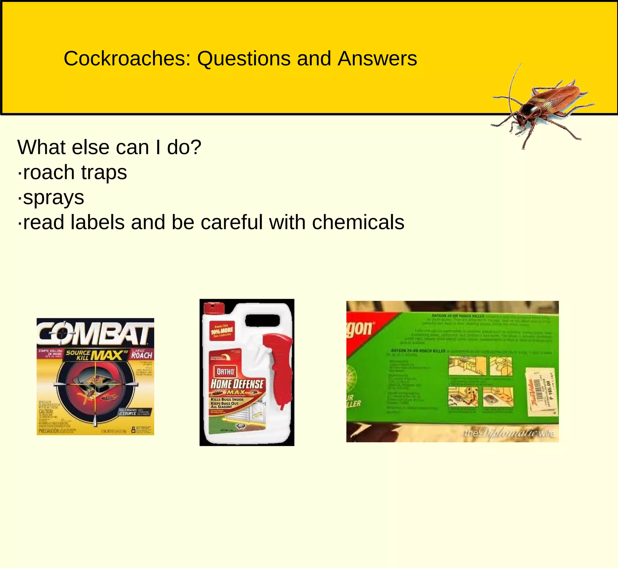Bedbugs and Cockroaches | PPT