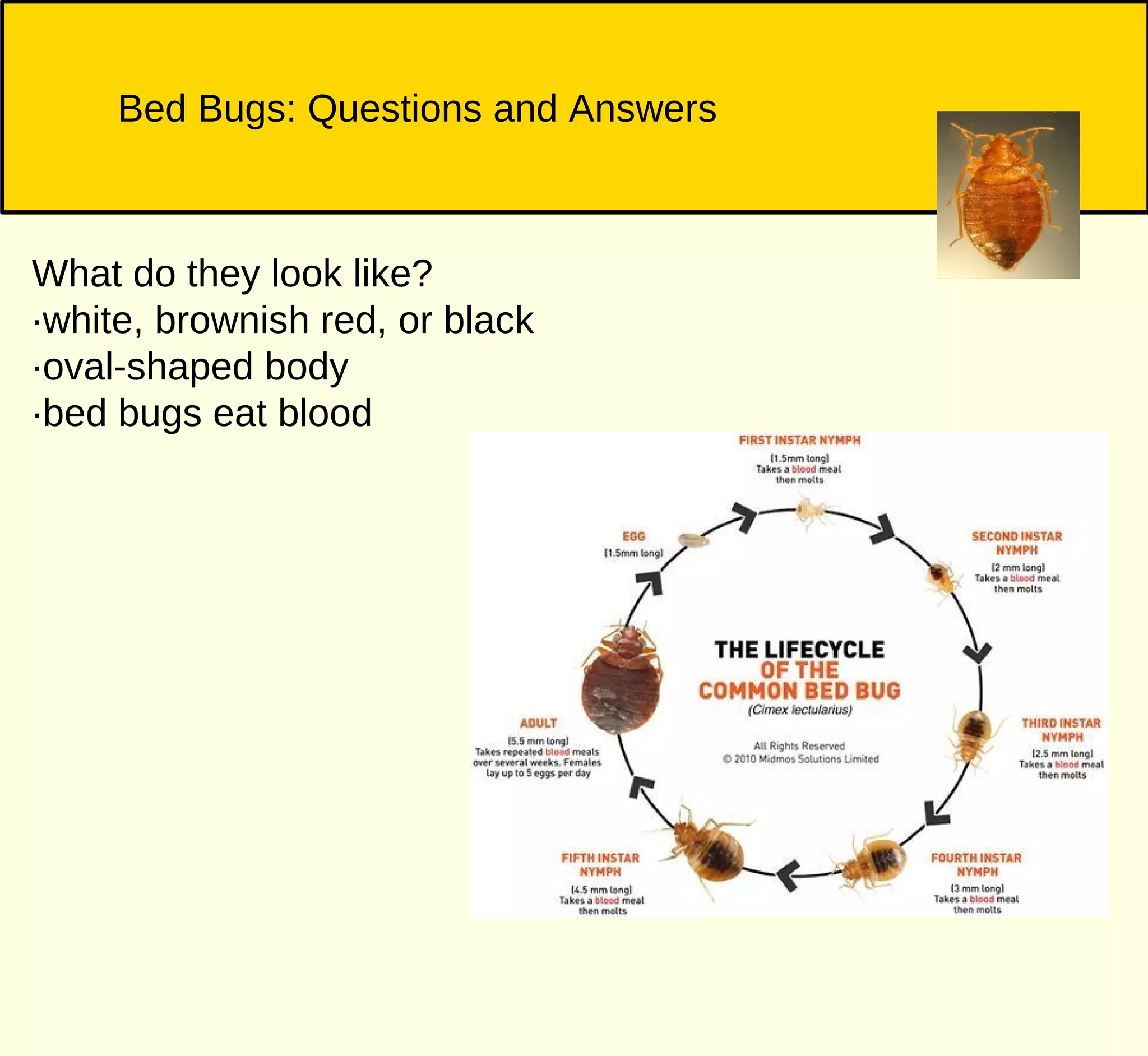 Bedbugs and Cockroaches | PPT