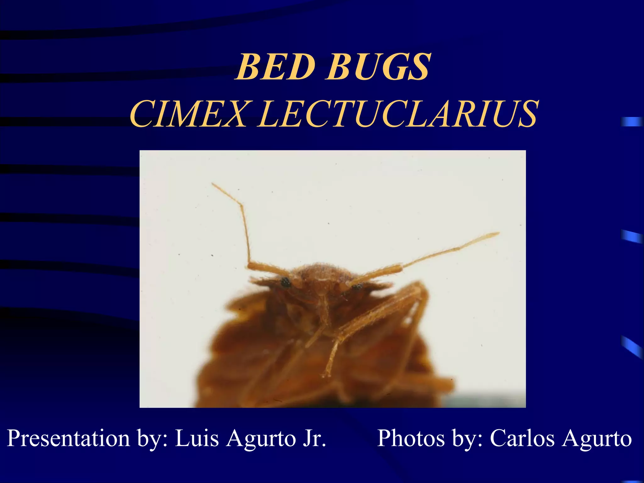 Bedbugs By Pestec | PDF