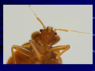 Bedbugs By Pestec | PDF