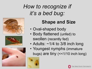 Bed Bugs: Know Your Enemy | PPT