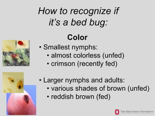 Bed Bugs: Know Your Enemy | PPT