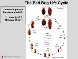 Bed Bugs: Know Your Enemy | PPT