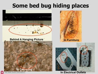 Bed Bugs: Know Your Enemy | PPT