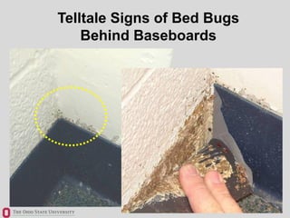Bed Bugs: Know Your Enemy | PPT