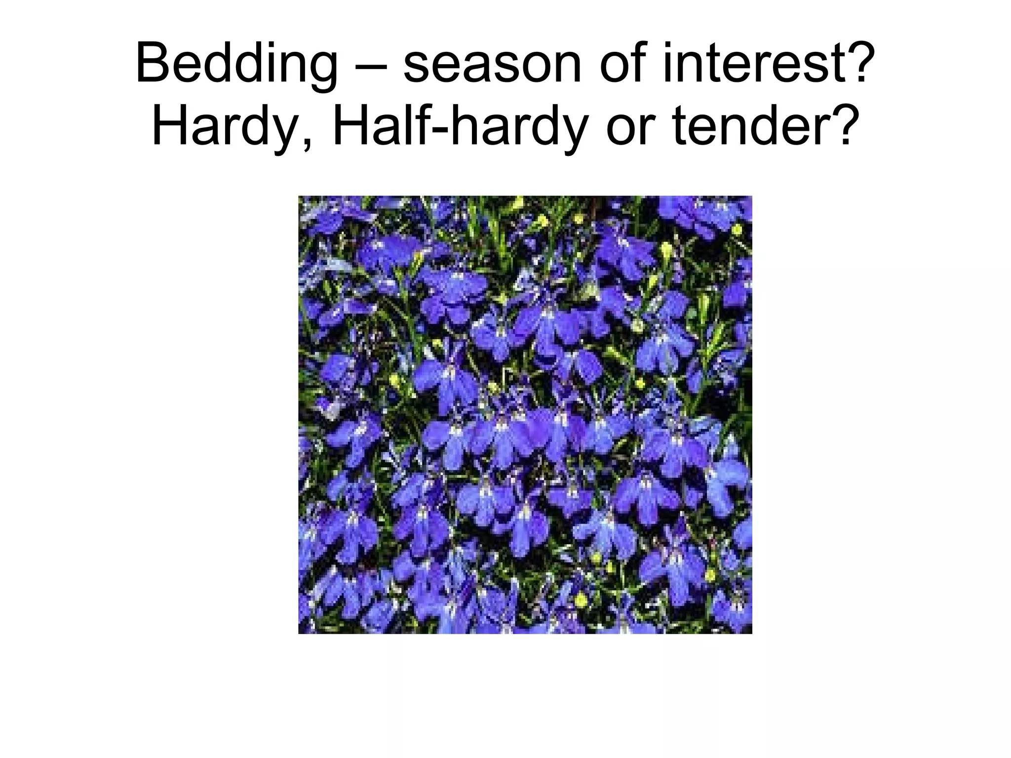 RHS Level 2 Bedding plants activity | PPT