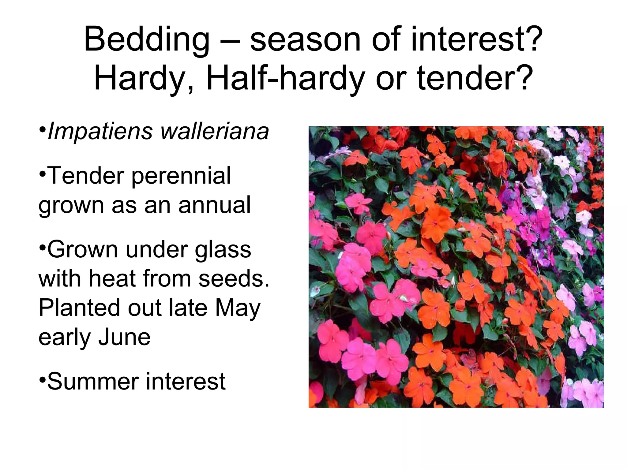 RHS Level 2 Bedding Plant activity answers | PPT