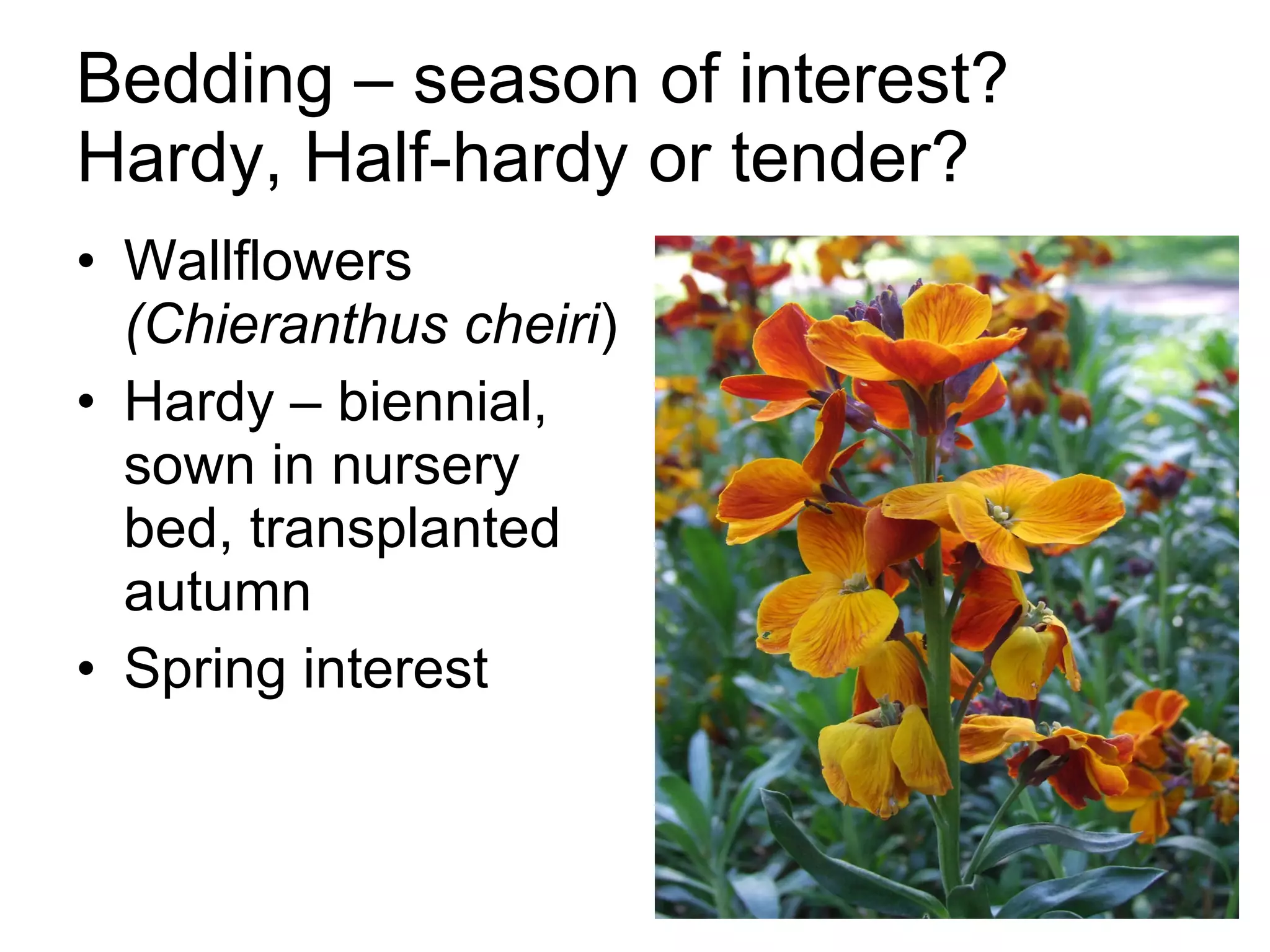 RHS Level 2 Bedding Plant activity answers | PPT