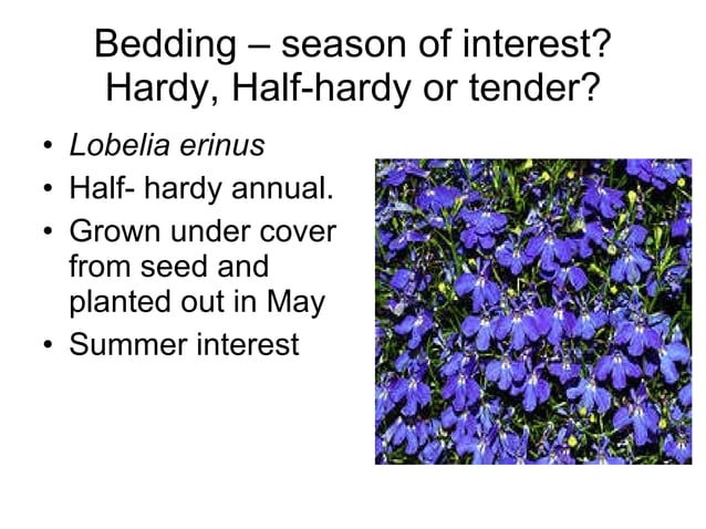 RHS Level 2 Bedding Plant activity answers | PPT