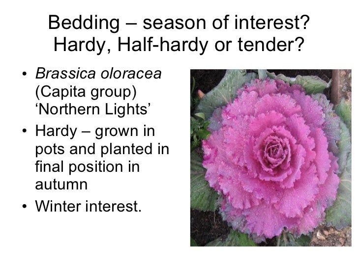 RHS Level 2 Bedding Plant Activity Answers rhs-level-2-bedding-plant-activity-answers